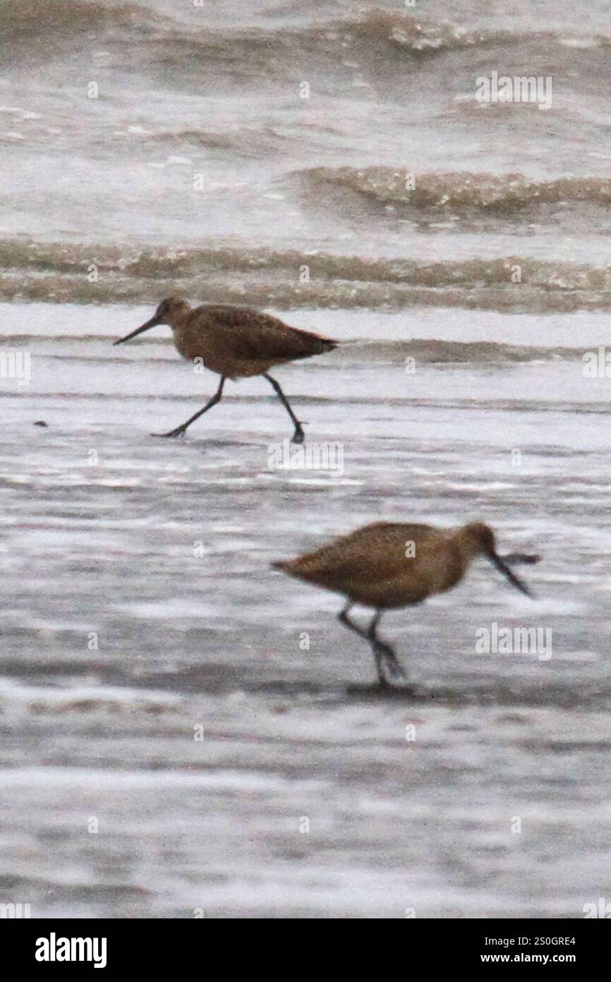 Marbled Godwit (Limosa fedoa Stock Photo - Alamy
