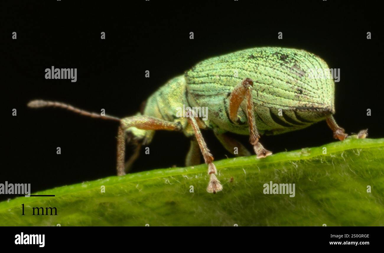 Green Immigrant Leaf Weevil (Polydrusus formosus Stock Photo - Alamy