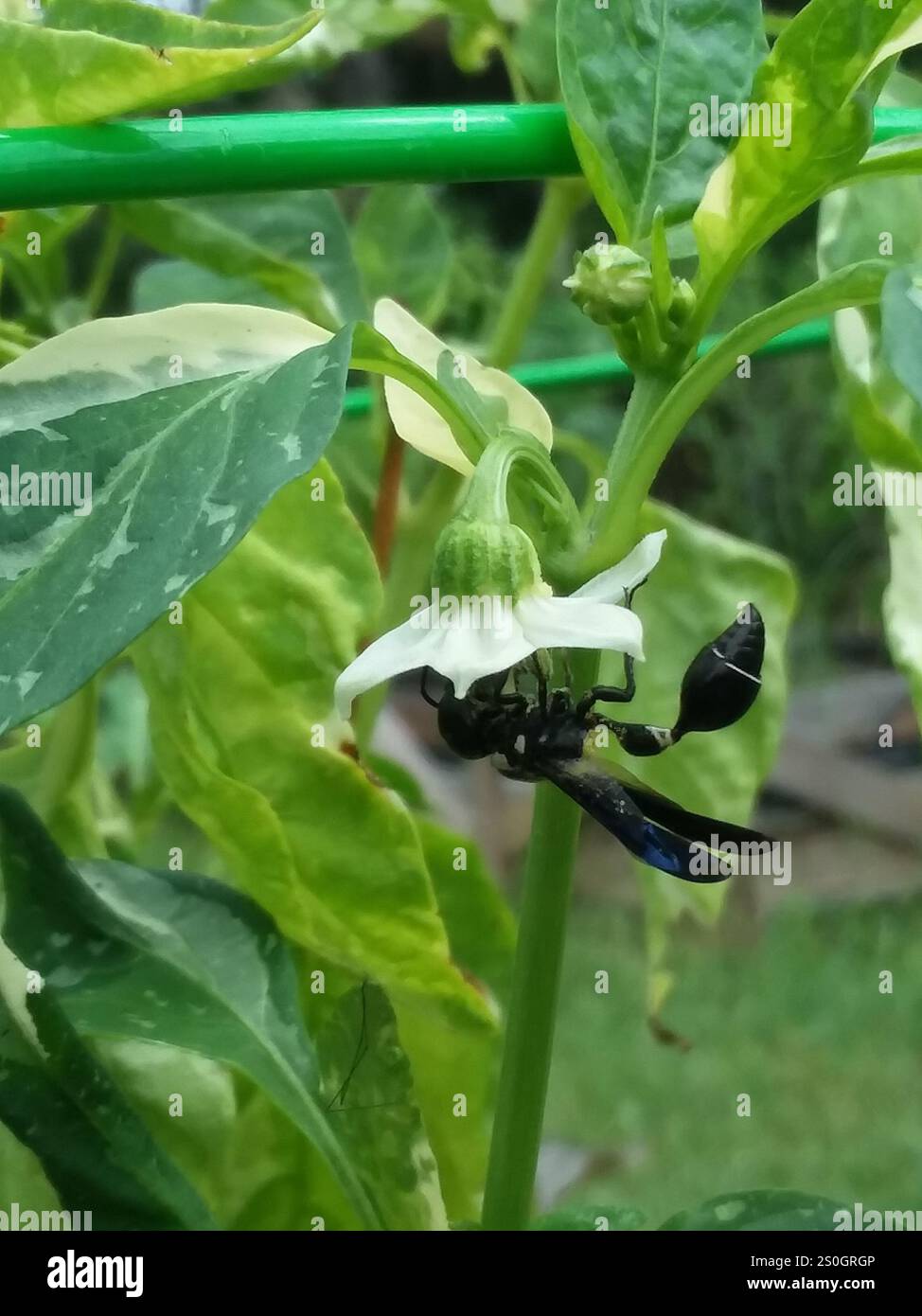 Zethus hi-res stock photography and images - Alamy