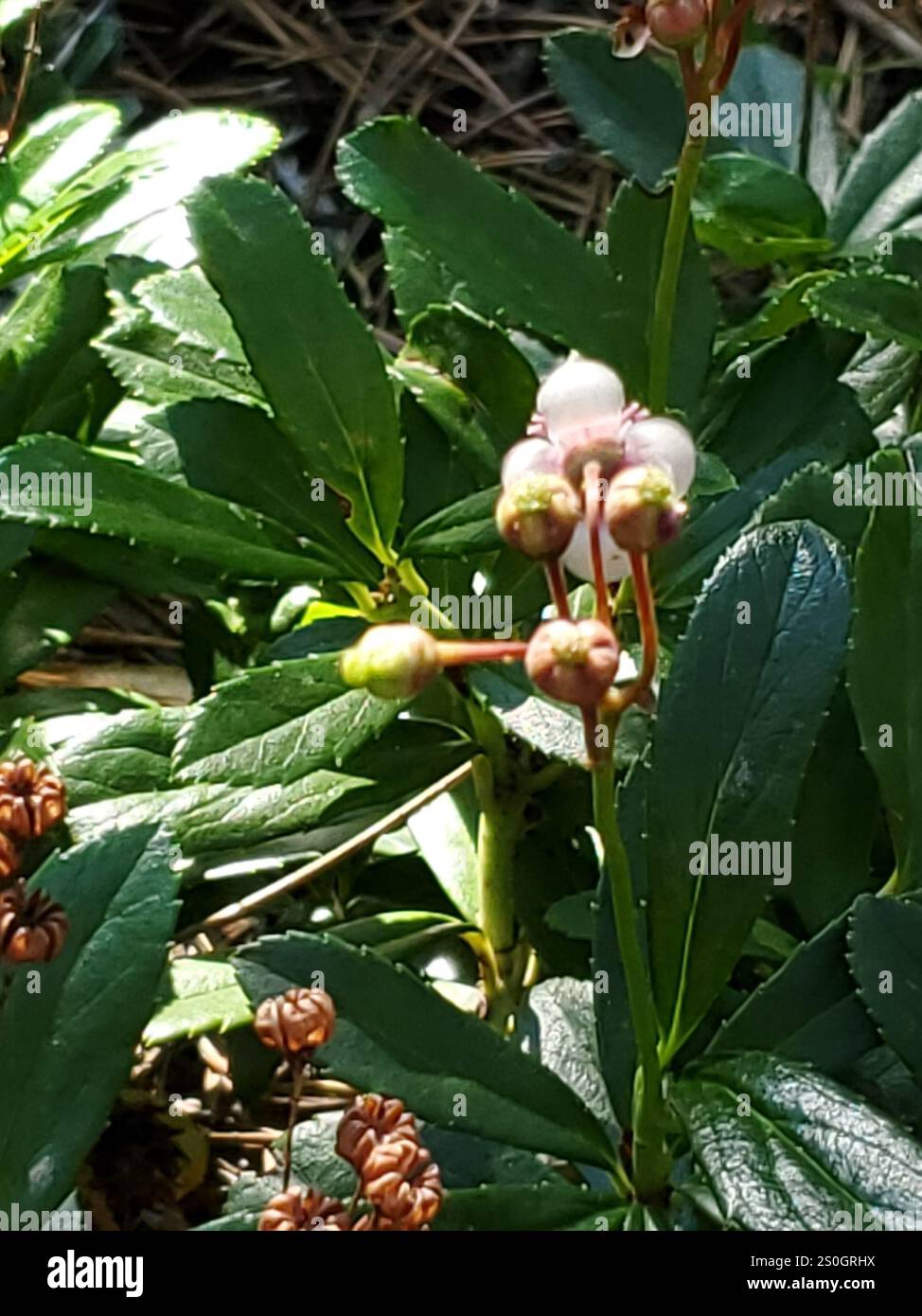 pipsissewa (Chimaphila umbellata Stock Photo - Alamy