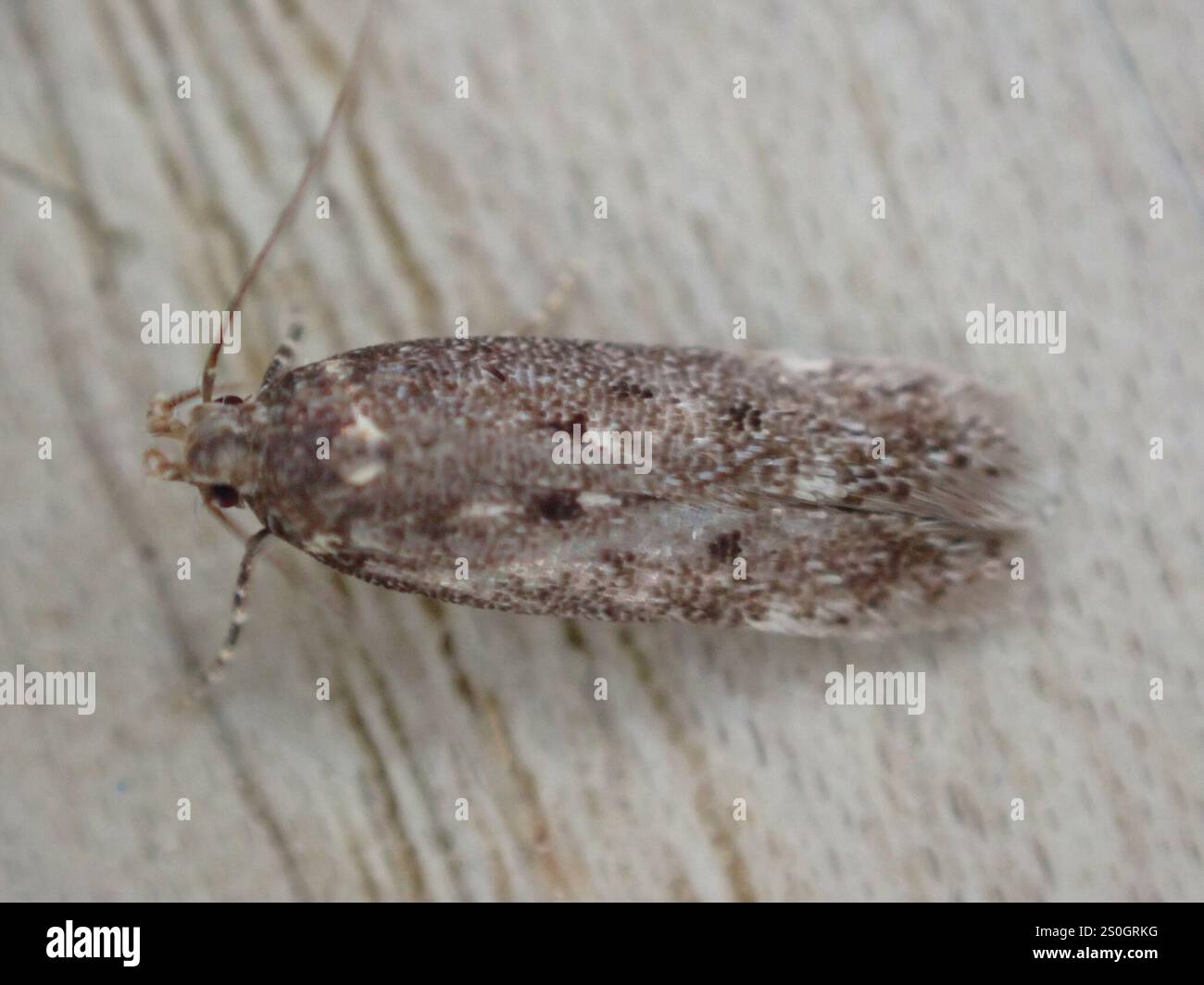 Dark Groundling (Bryotropha affinis Stock Photo - Alamy