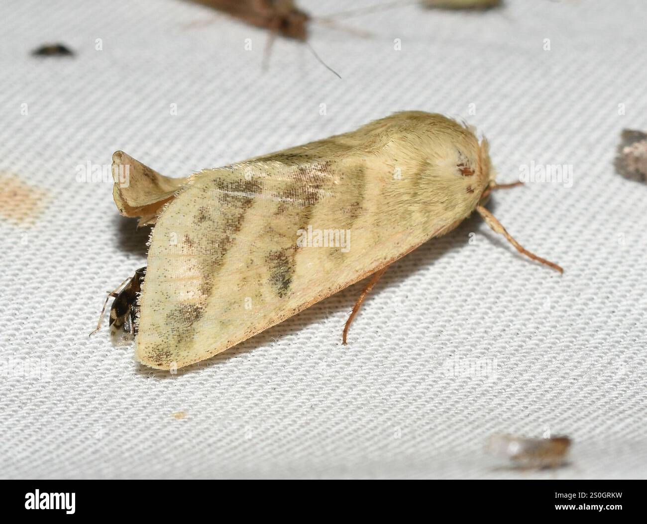 Tobacco Budworm Moth (Chloridea virescens Stock Photo - Alamy