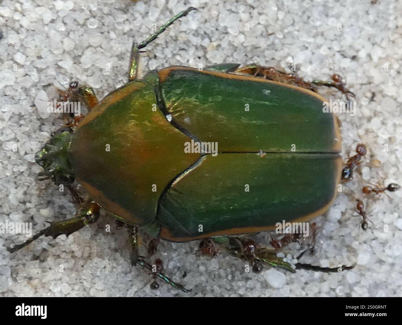 Common Green June Beetle (Cotinis nitida Stock Photo - Alamy