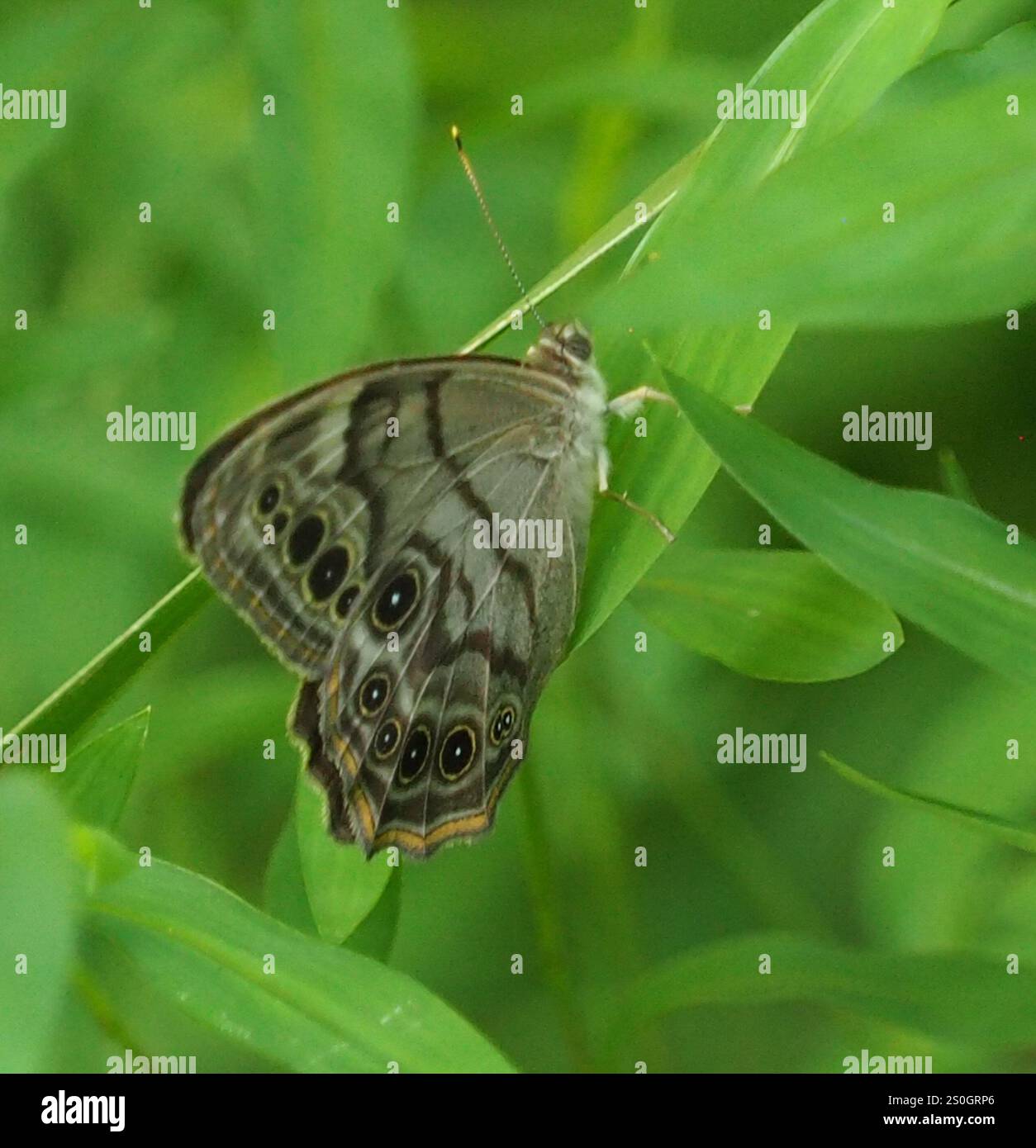 Northern Pearly-eye (Lethe anthedon Stock Photo - Alamy