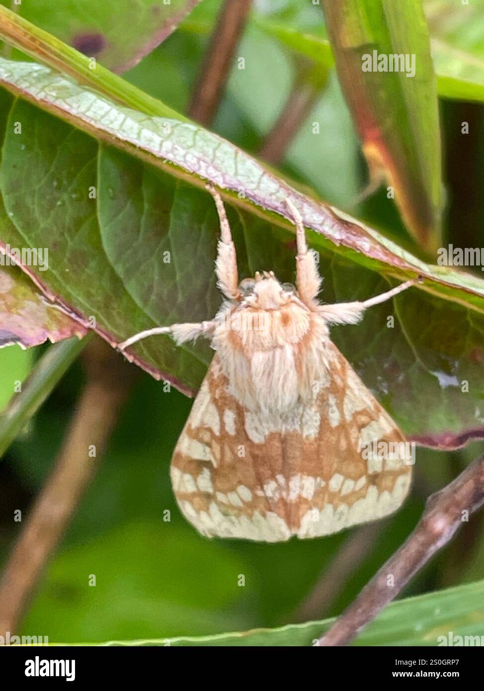 Spotted Tussock Moth (Lophocampa maculata Stock Photo - Alamy