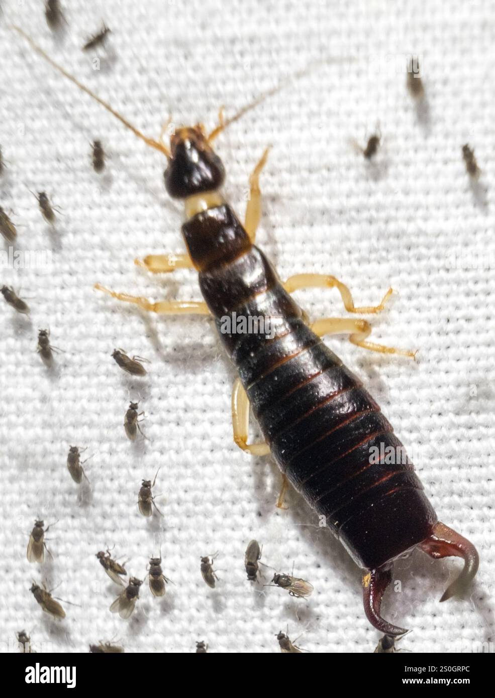 Maritime Earwig (Anisolabis maritima Stock Photo - Alamy