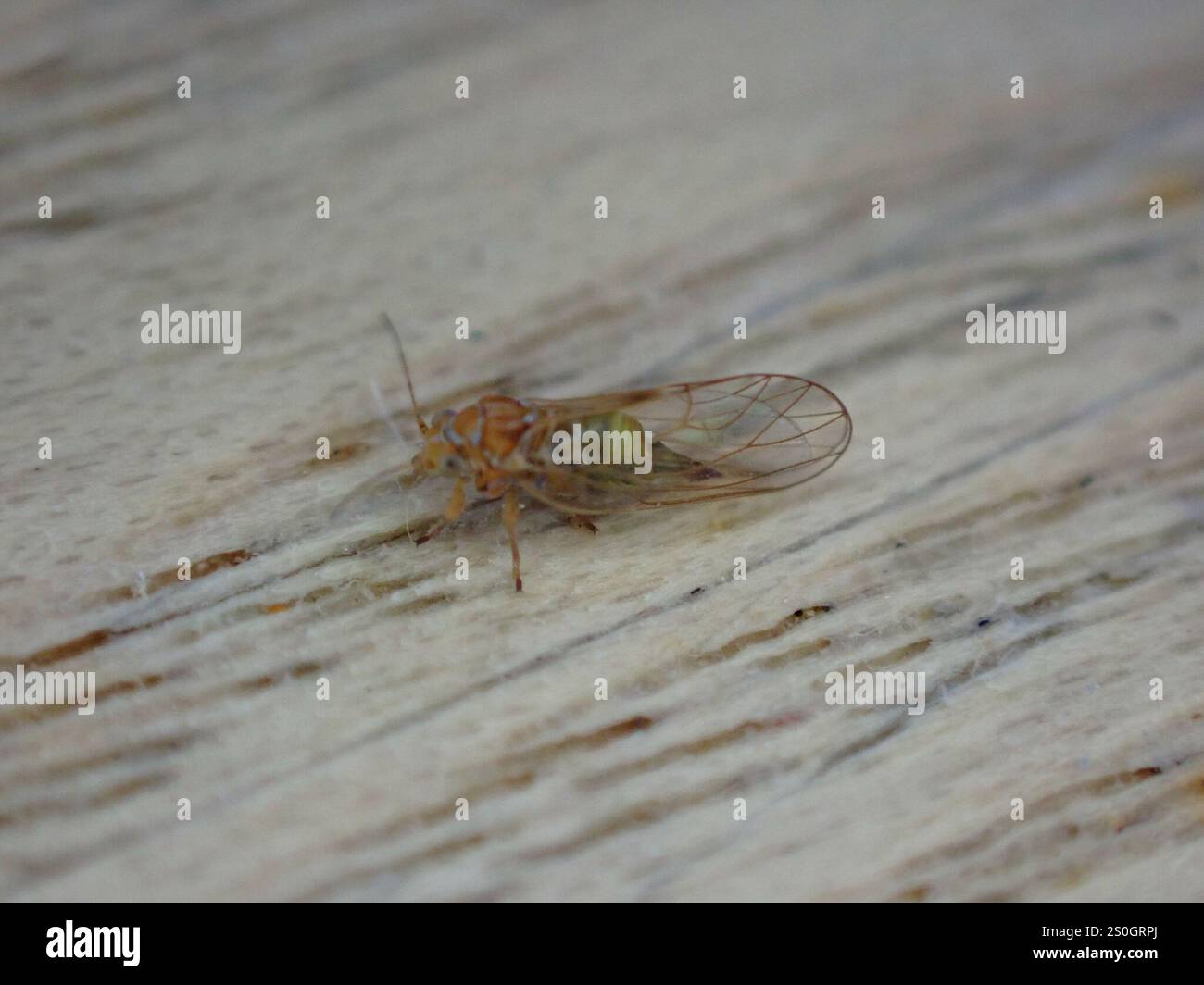 jumping plant lice (Psyllidae Stock Photo - Alamy
