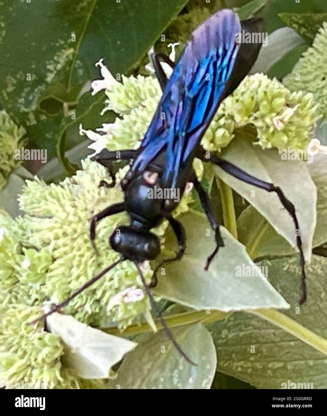 Great Black Digger Wasp (Sphex pensylvanicus Stock Photo - Alamy