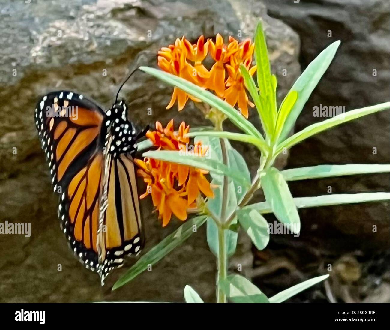 Monarch (Danaus plexippus Stock Photo - Alamy