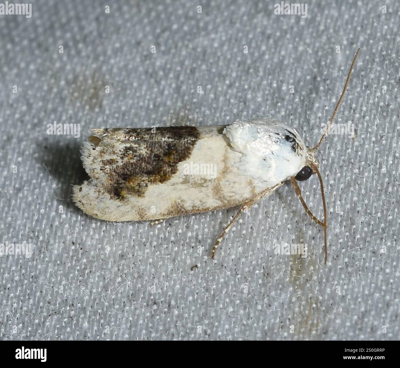 Small Bird-dropping Moth (Ponometia erastrioides Stock Photo - Alamy
