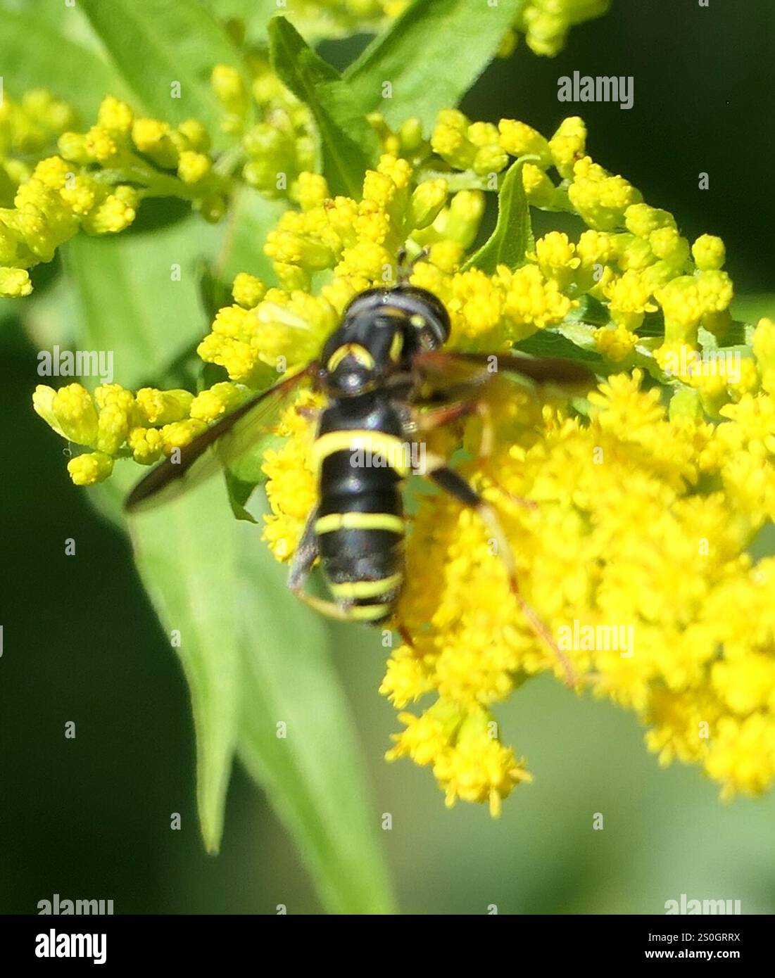 Four-lined Hornet Fly (Spilomyia sayi Stock Photo - Alamy