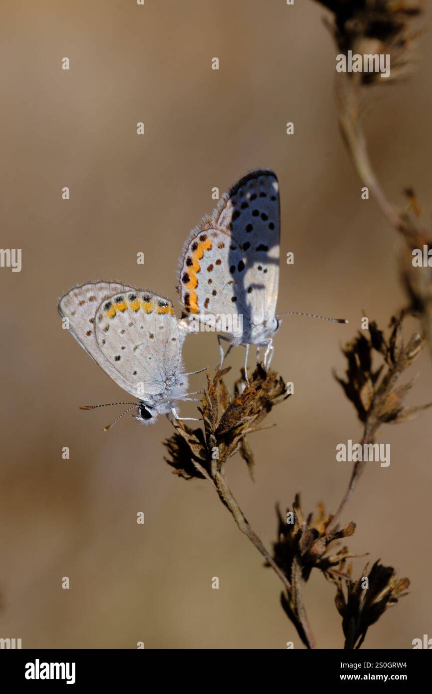 Acmon Blue (Icaricia acmon Stock Photo - Alamy