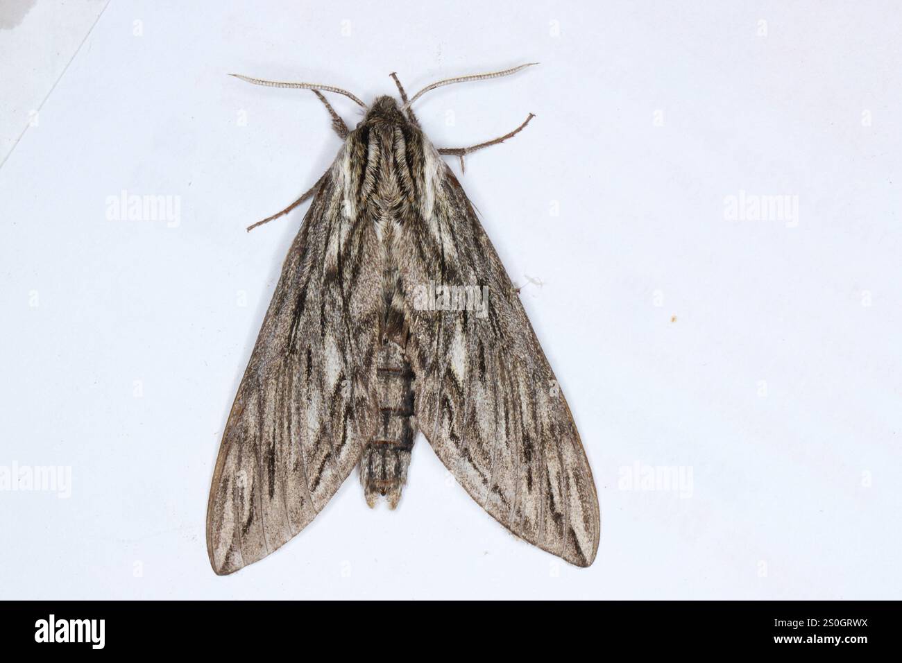 Canadian Sphinx (Sphinx canadensis Stock Photo - Alamy