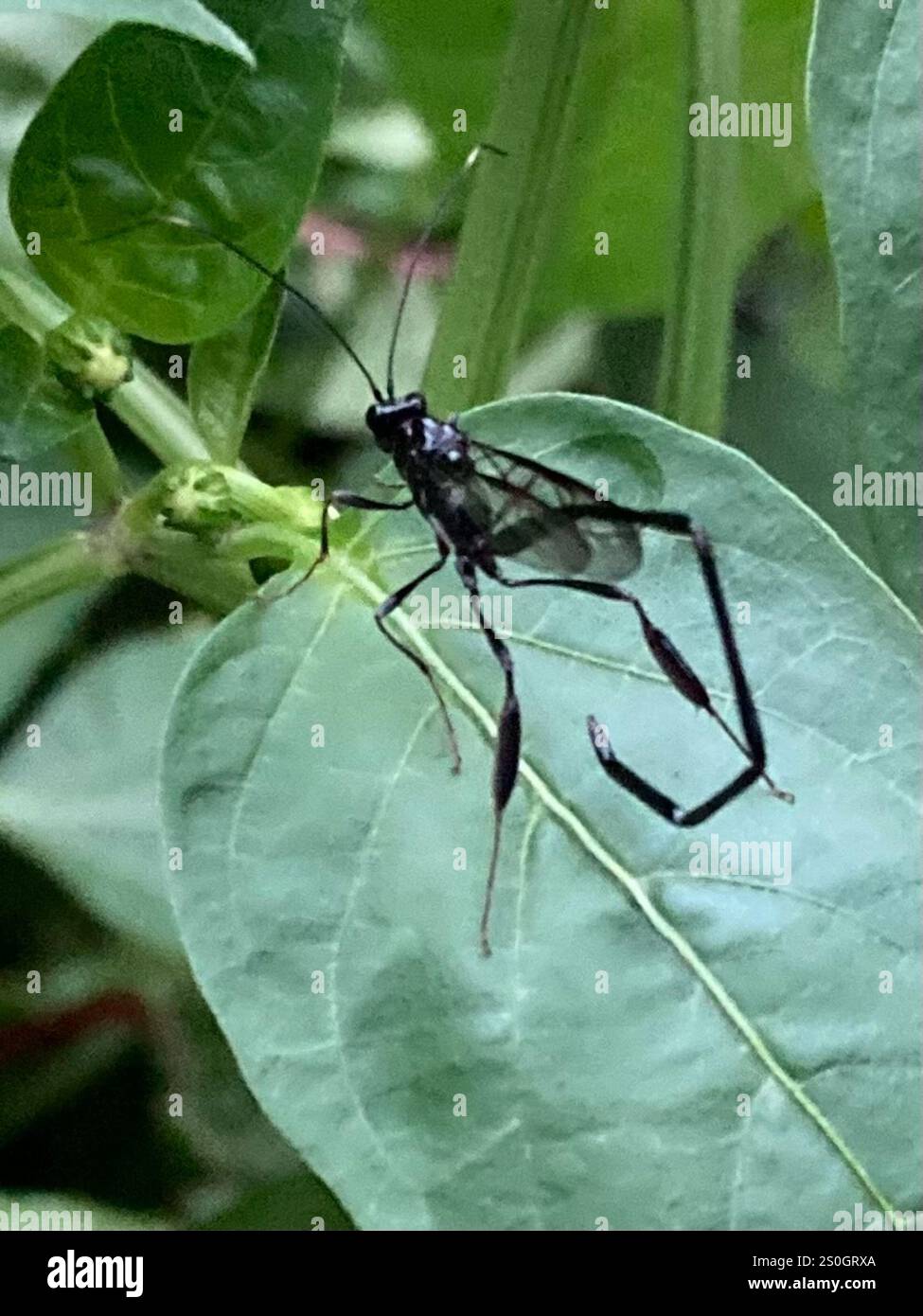 American Pelecinid Wasp (Pelecinus polyturator Stock Photo - Alamy