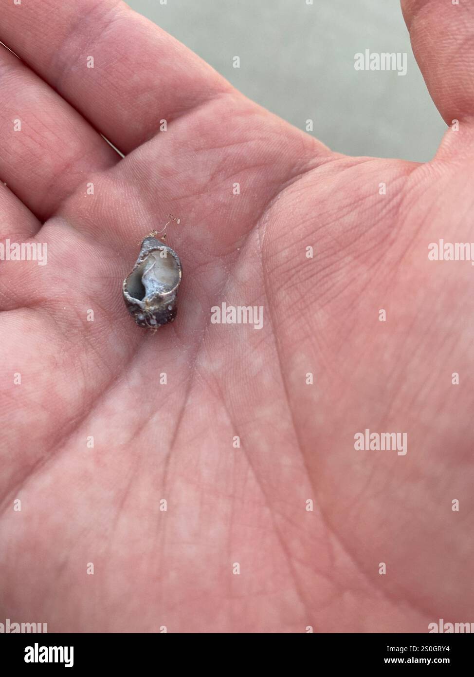 Eastern Mudsnail (Ilyanassa obsoleta Stock Photo - Alamy