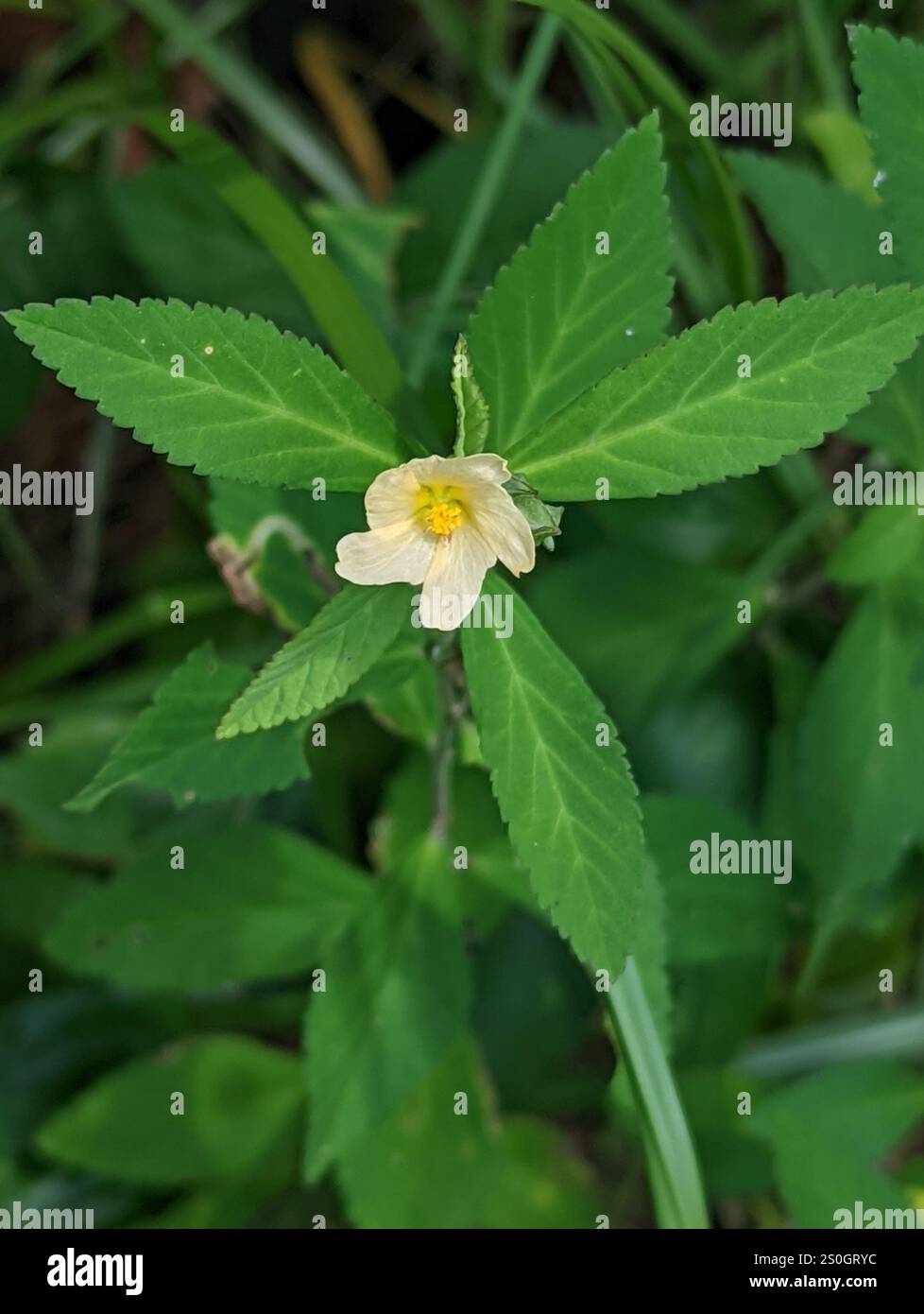 Cuban jute (Sida rhombifolia Stock Photo - Alamy