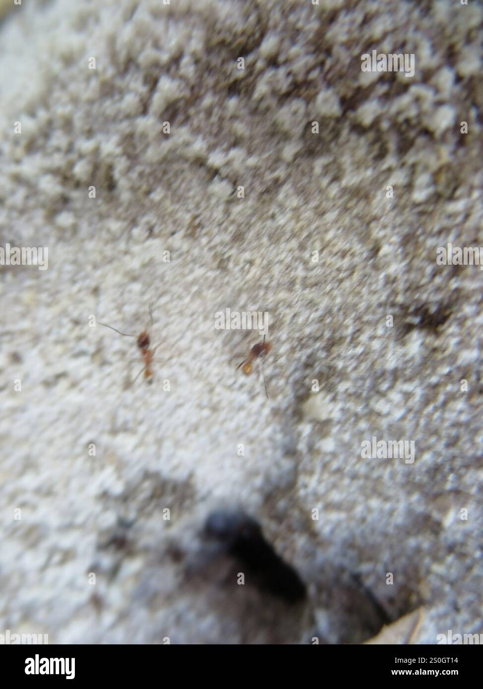 Buren's Pyramid Ant (Dorymyrmex bureni Stock Photo - Alamy