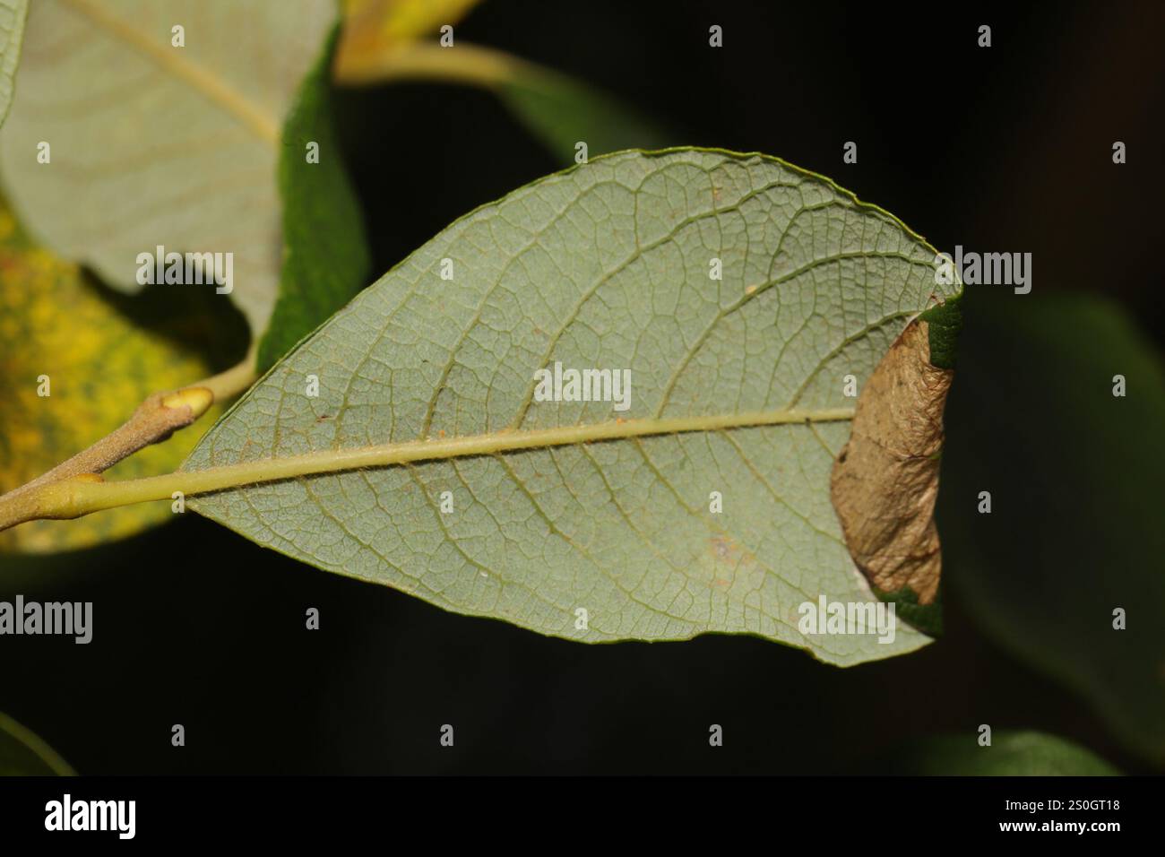 Willow Leafcone Caterpillar Moth (Caloptilia stigmatella Stock Photo ...