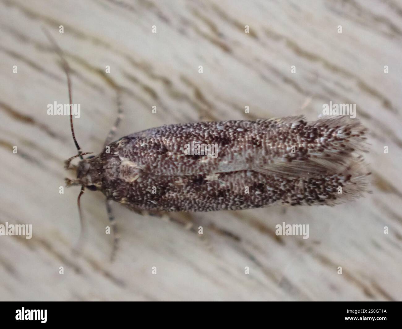 Dark Groundling (Bryotropha affinis Stock Photo - Alamy