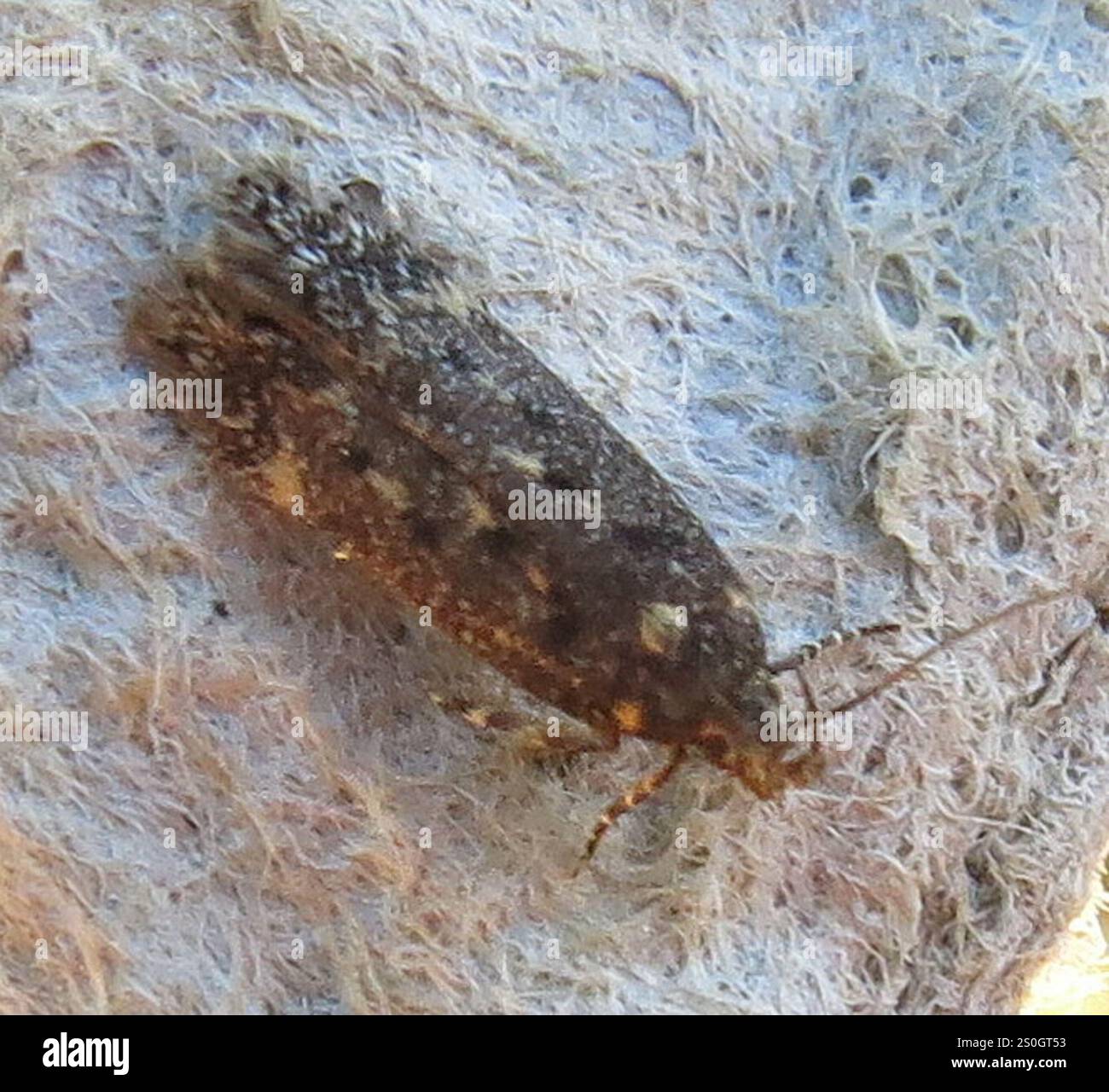 Dark Groundling (Bryotropha affinis Stock Photo - Alamy