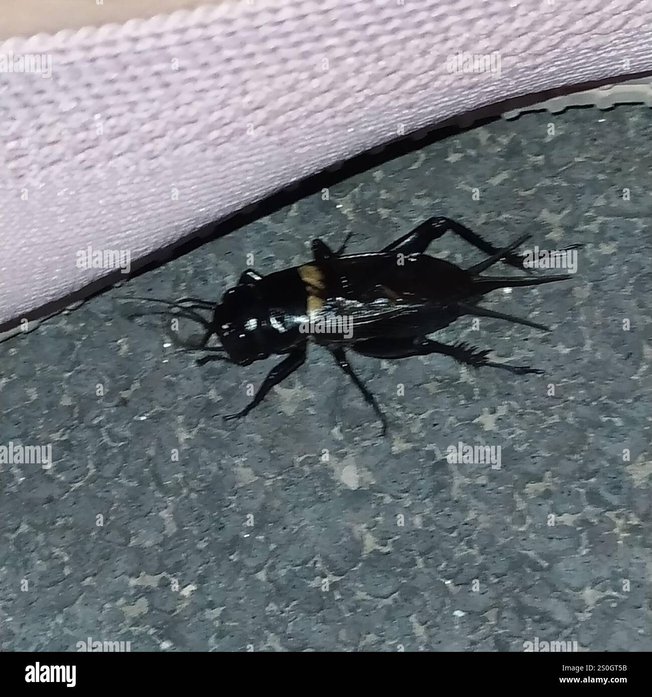 Southern Field Cricket (Gryllus bimaculatus Stock Photo - Alamy