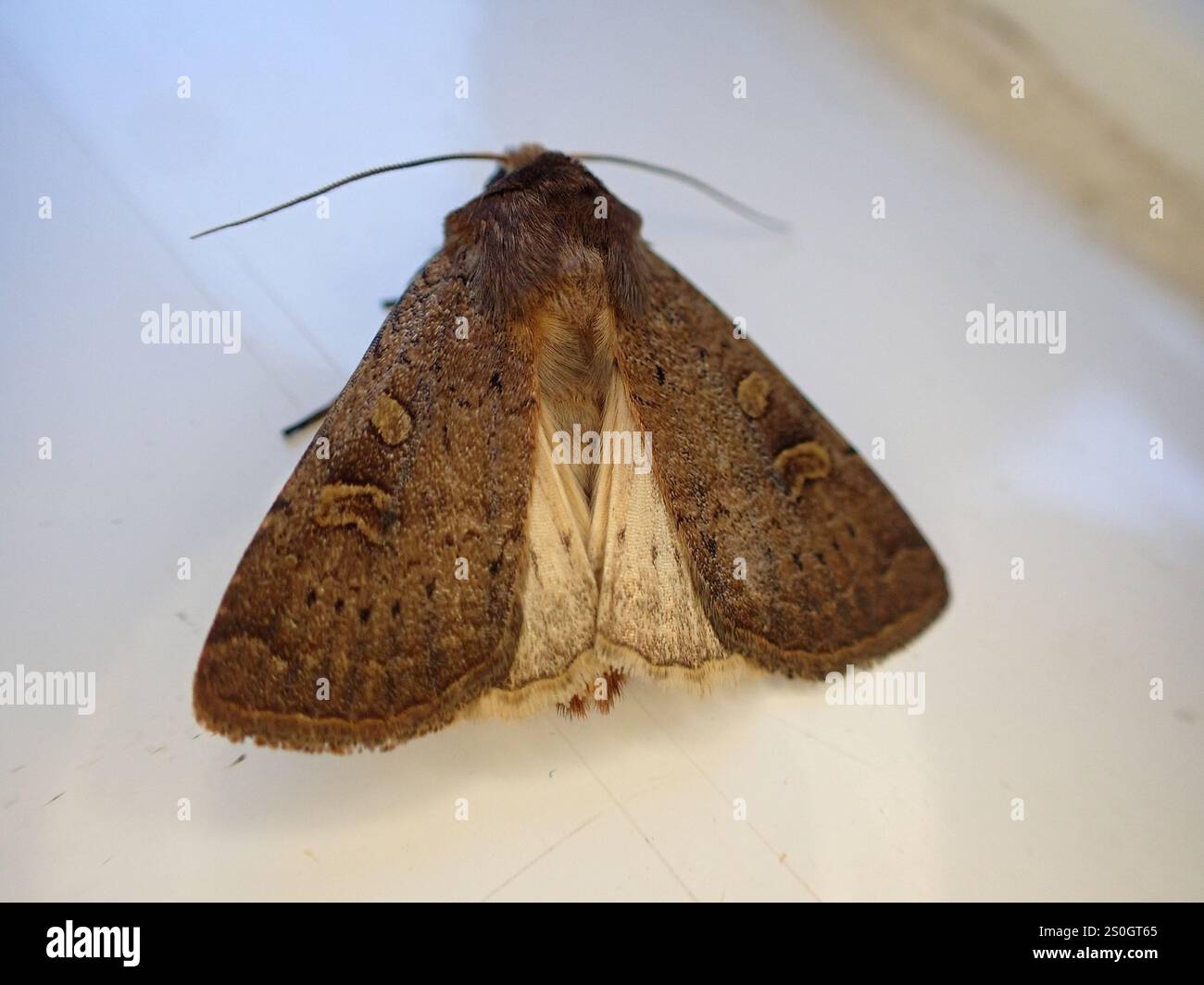Square-spot Rustic (Xestia xanthographa Stock Photo - Alamy