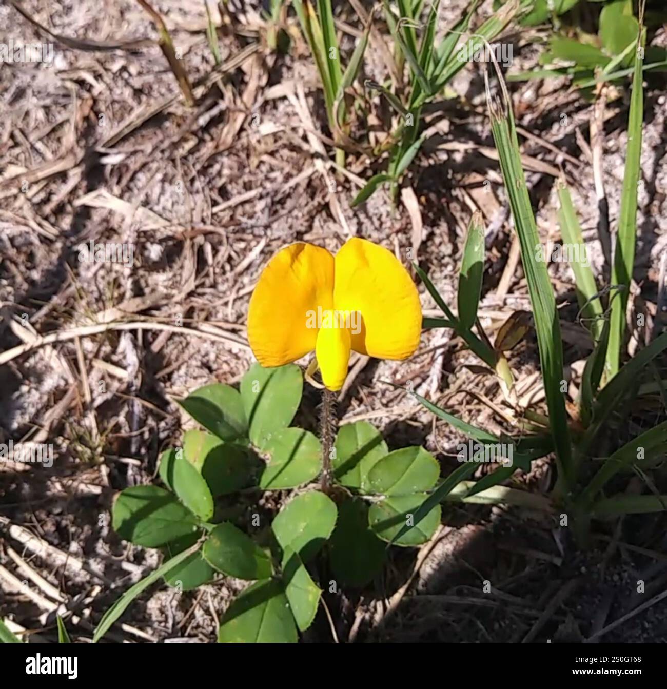 pinto peanut (Arachis pintoi Stock Photo - Alamy