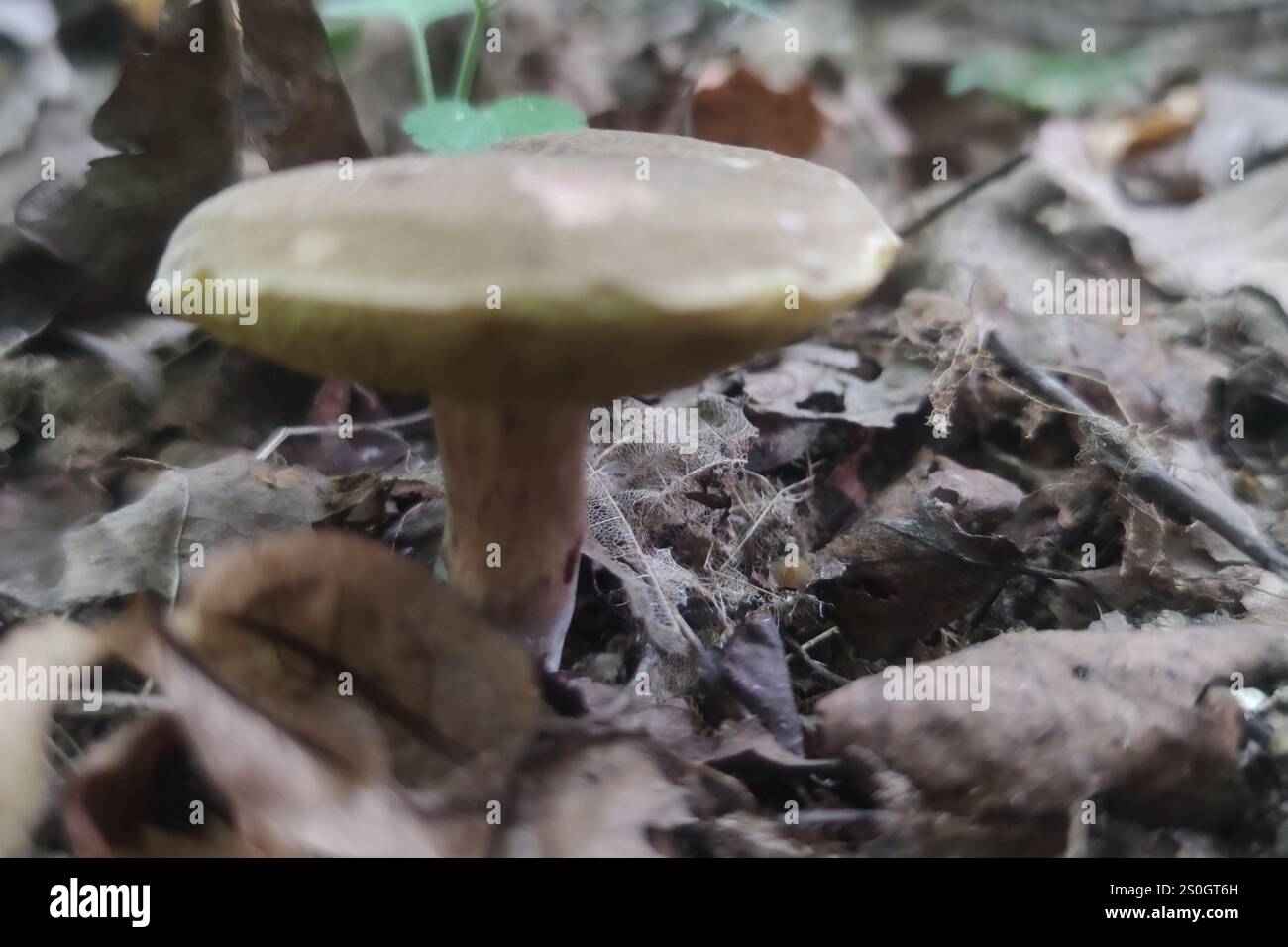 Red-cracking Bolete (Xerocomellus chrysenteron Stock Photo - Alamy