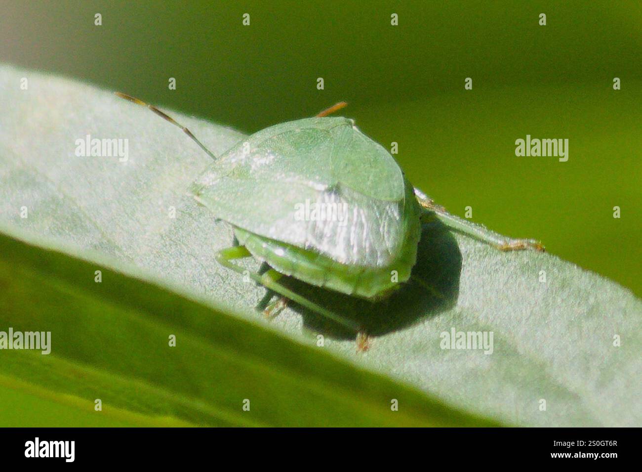 Southern Green Stink Bug (Nezara viridula Stock Photo - Alamy