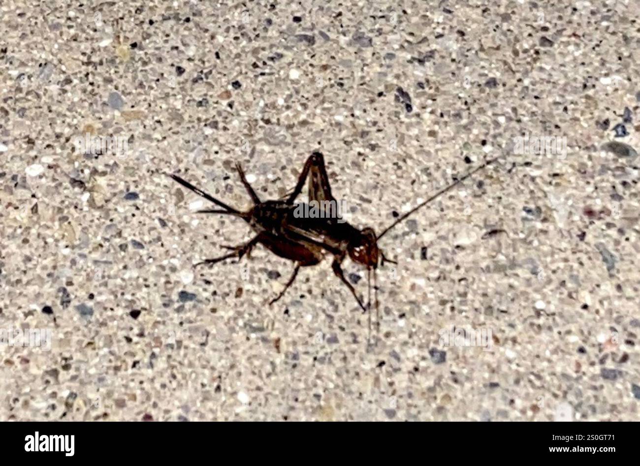 Small Ground Crickets (Neonemobius Stock Photo - Alamy