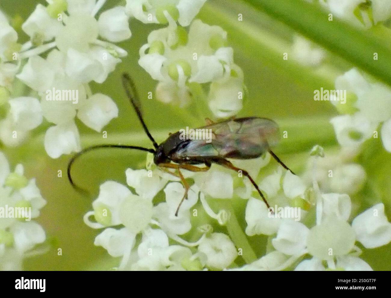Ichneumonid and Braconid Wasps (Ichneumonoidea Stock Photo - Alamy