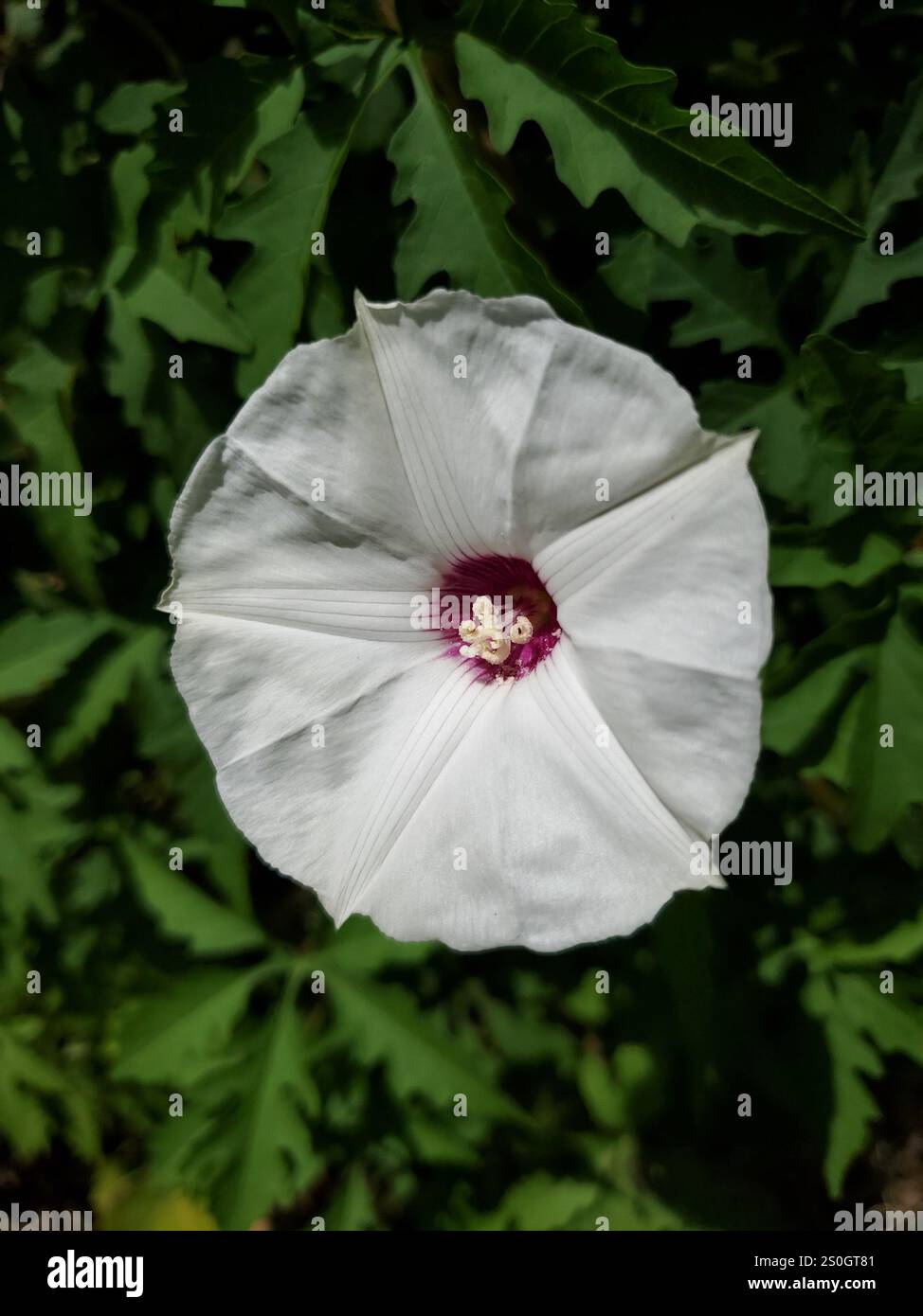 Alamo vine (Distimake dissectus Stock Photo - Alamy