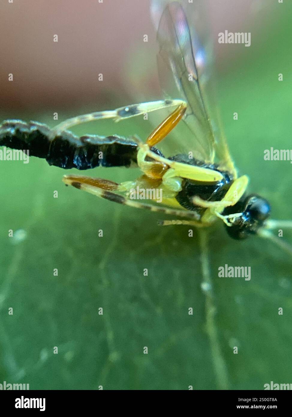 Diamondback Moth Parasitoid Wasp (Diadegma semiclausum Stock Photo - Alamy