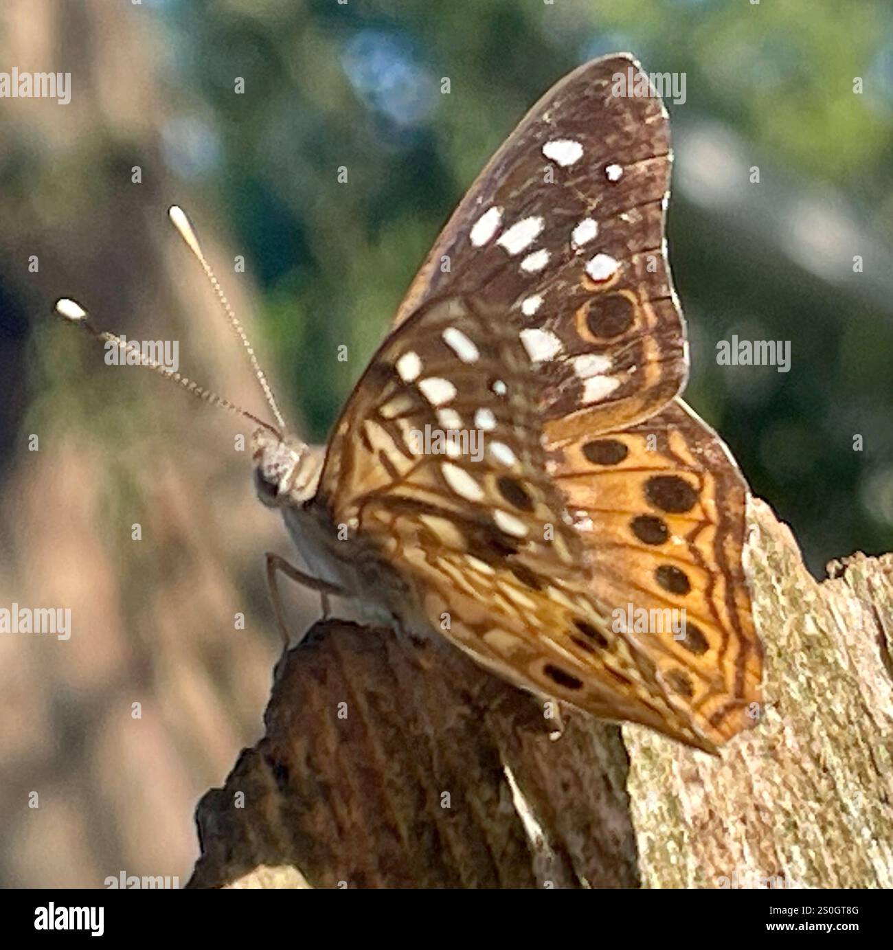 Hackberry Emperor (Asterocampa celtis Stock Photo - Alamy