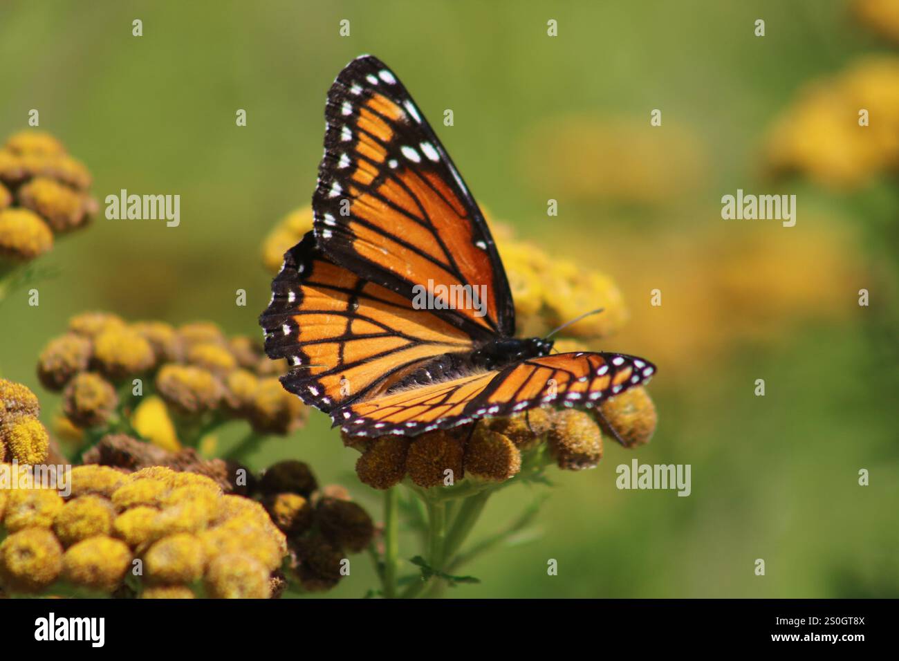 Viceroy (Limenitis archippus Stock Photo - Alamy