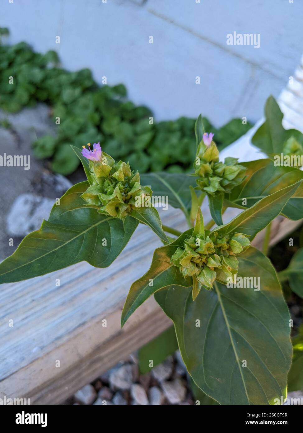 Wild Four o'Clock (Mirabilis nyctaginea Stock Photo - Alamy