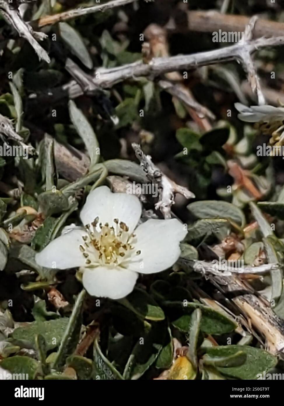 littleleaf mock orange (Philadelphus microphyllus Stock Photo - Alamy
