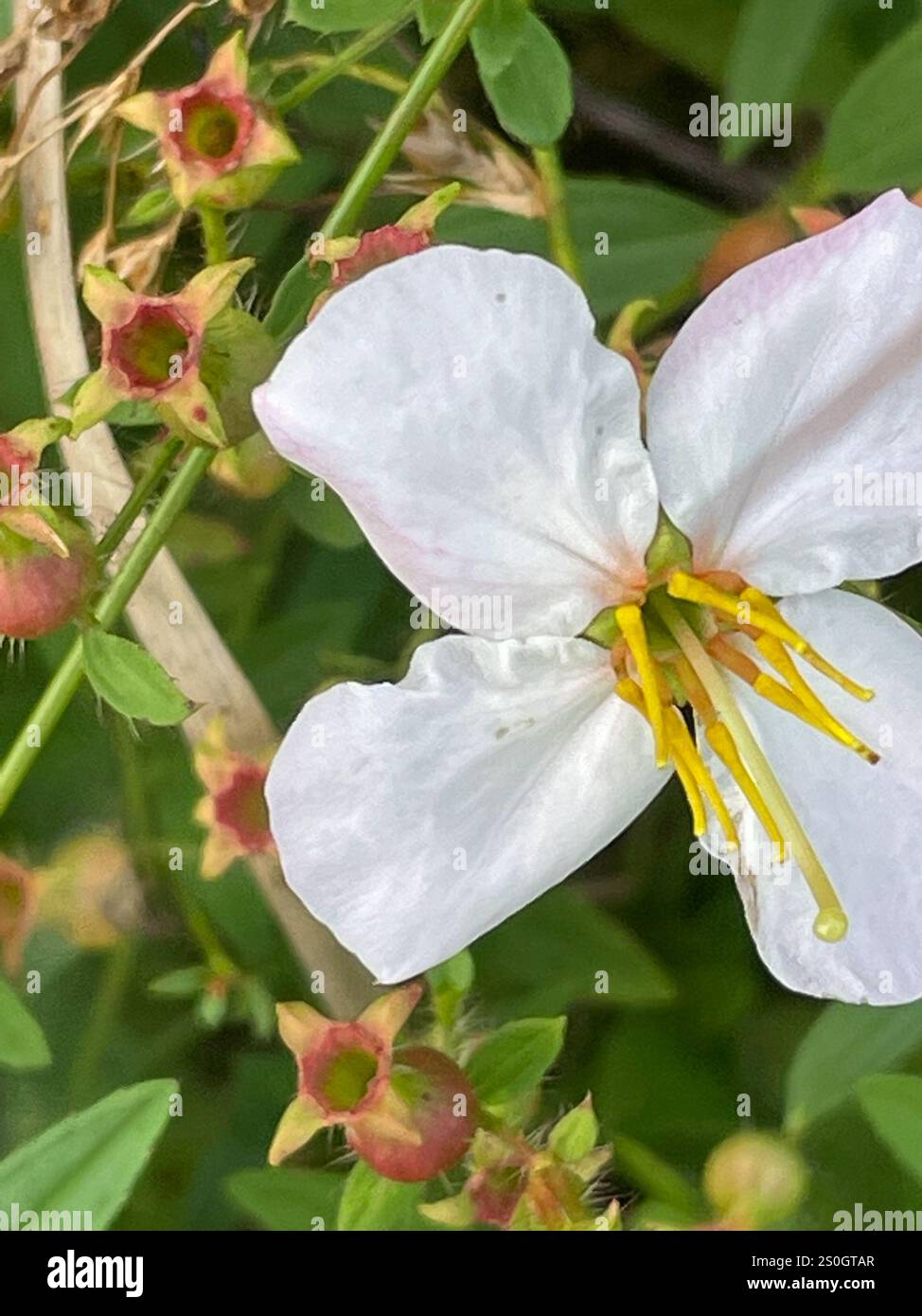 Maryland meadowbeauty (Rhexia mariana Stock Photo - Alamy