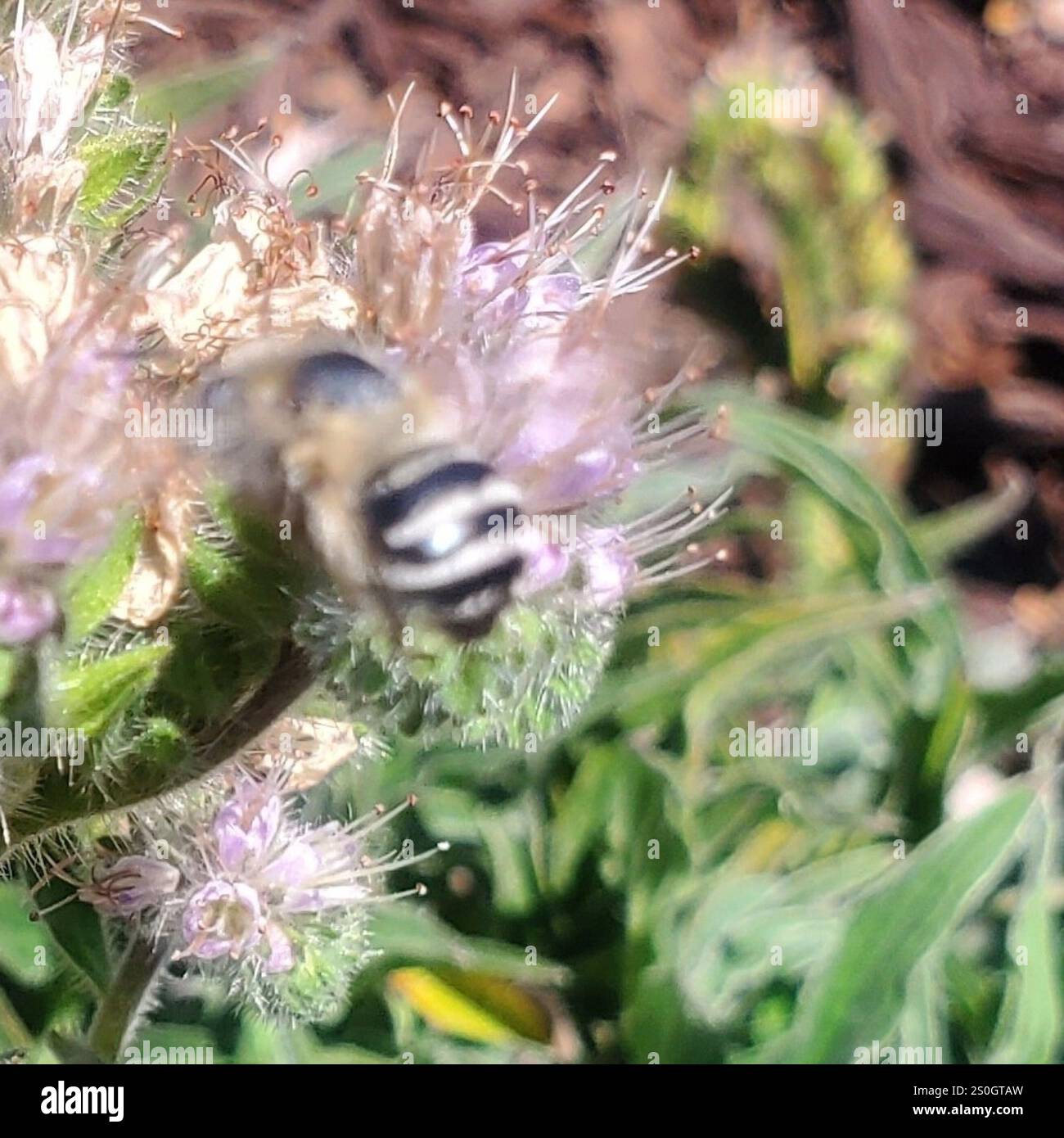 Urbane digger bee hi-res stock photography and images - Alamy