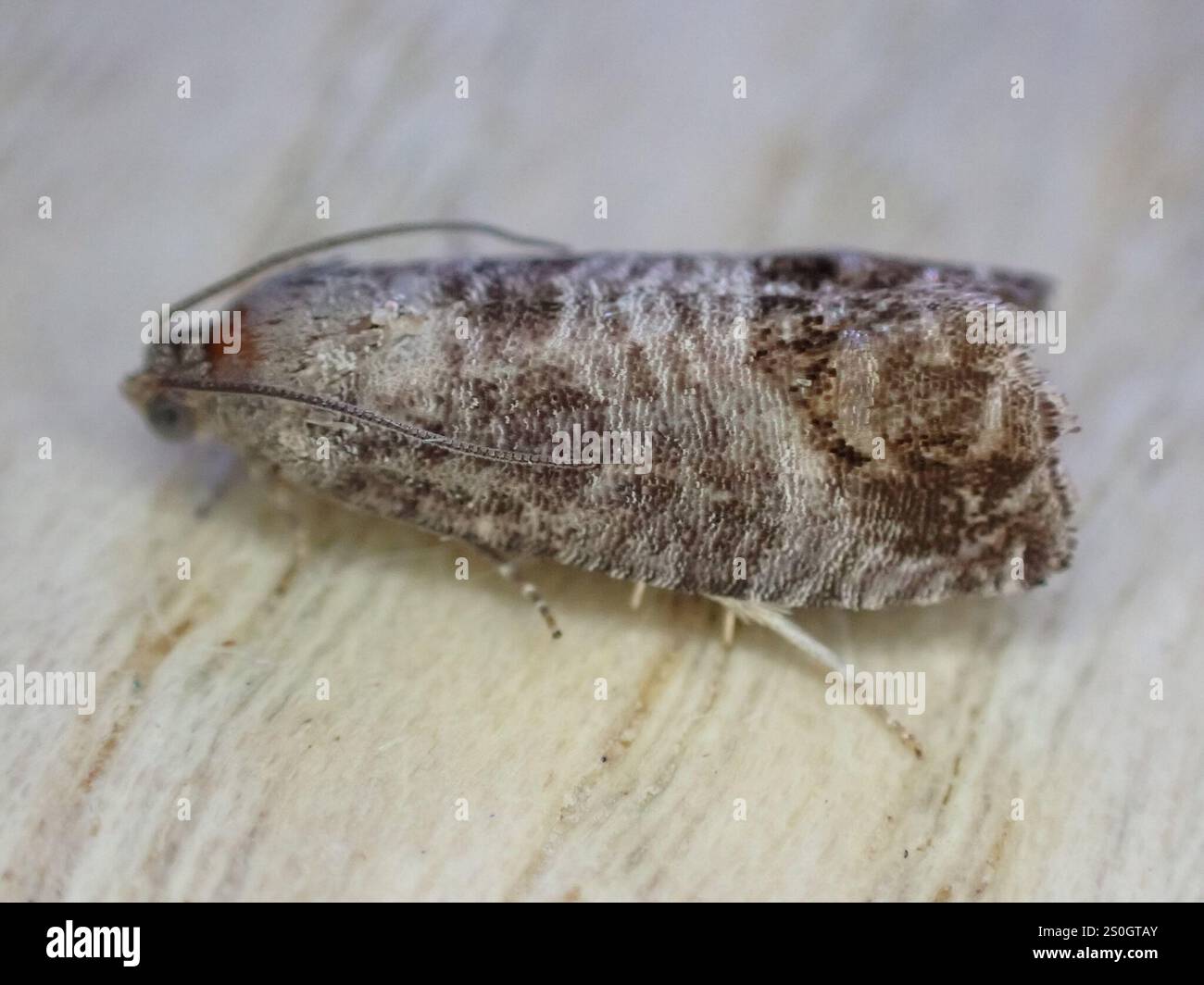 Codling Moth (Cydia pomonella Stock Photo - Alamy