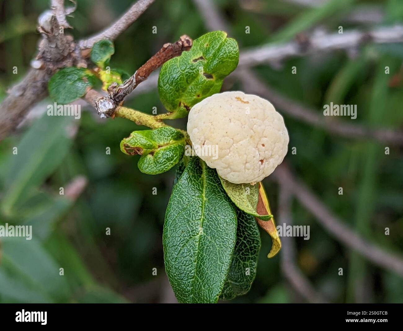 Rhododendron Leaf Gall (Exobasidium rhododendri Stock Photo - Alamy