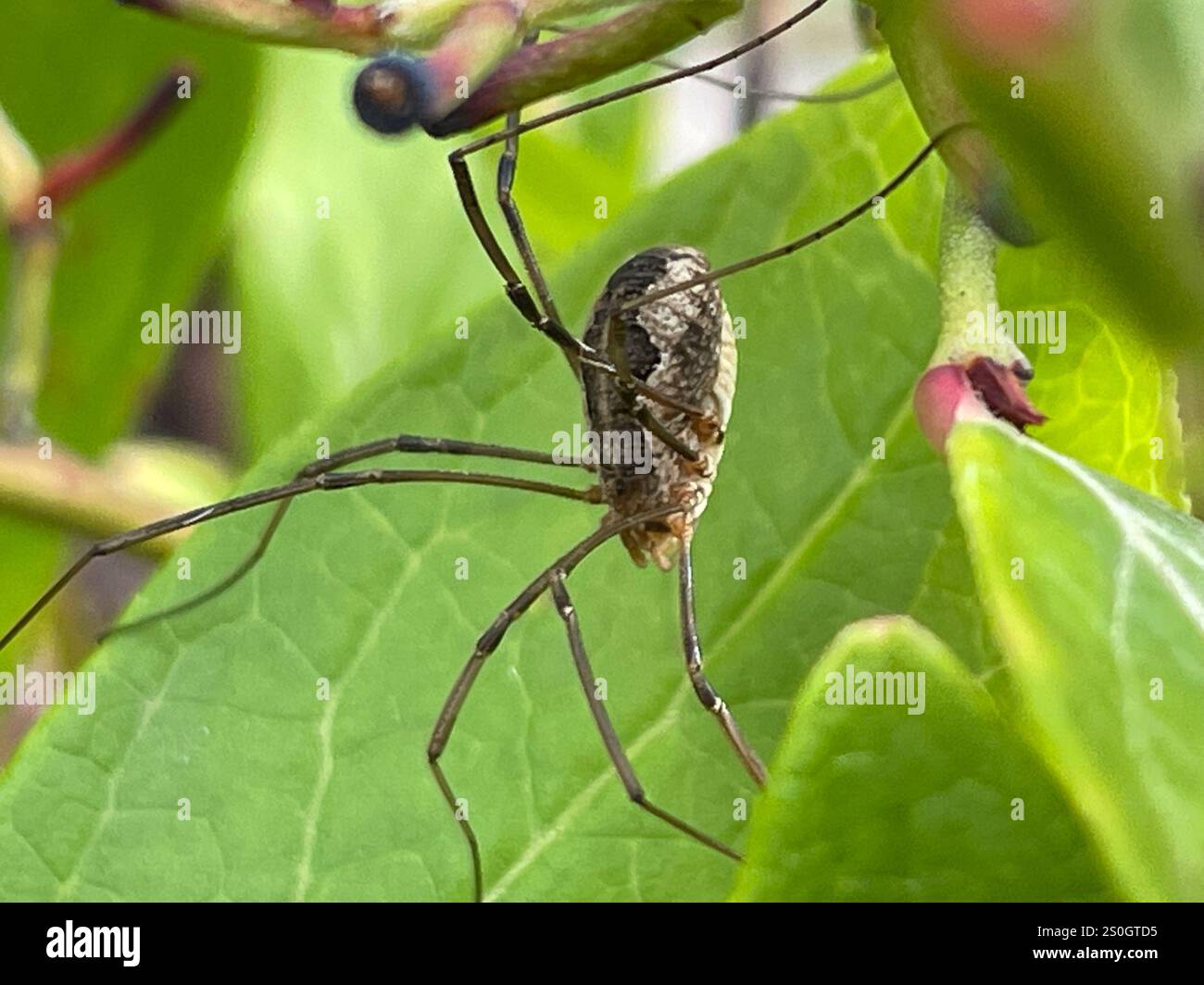 European Harvestman (Phalangium opilio Stock Photo - Alamy
