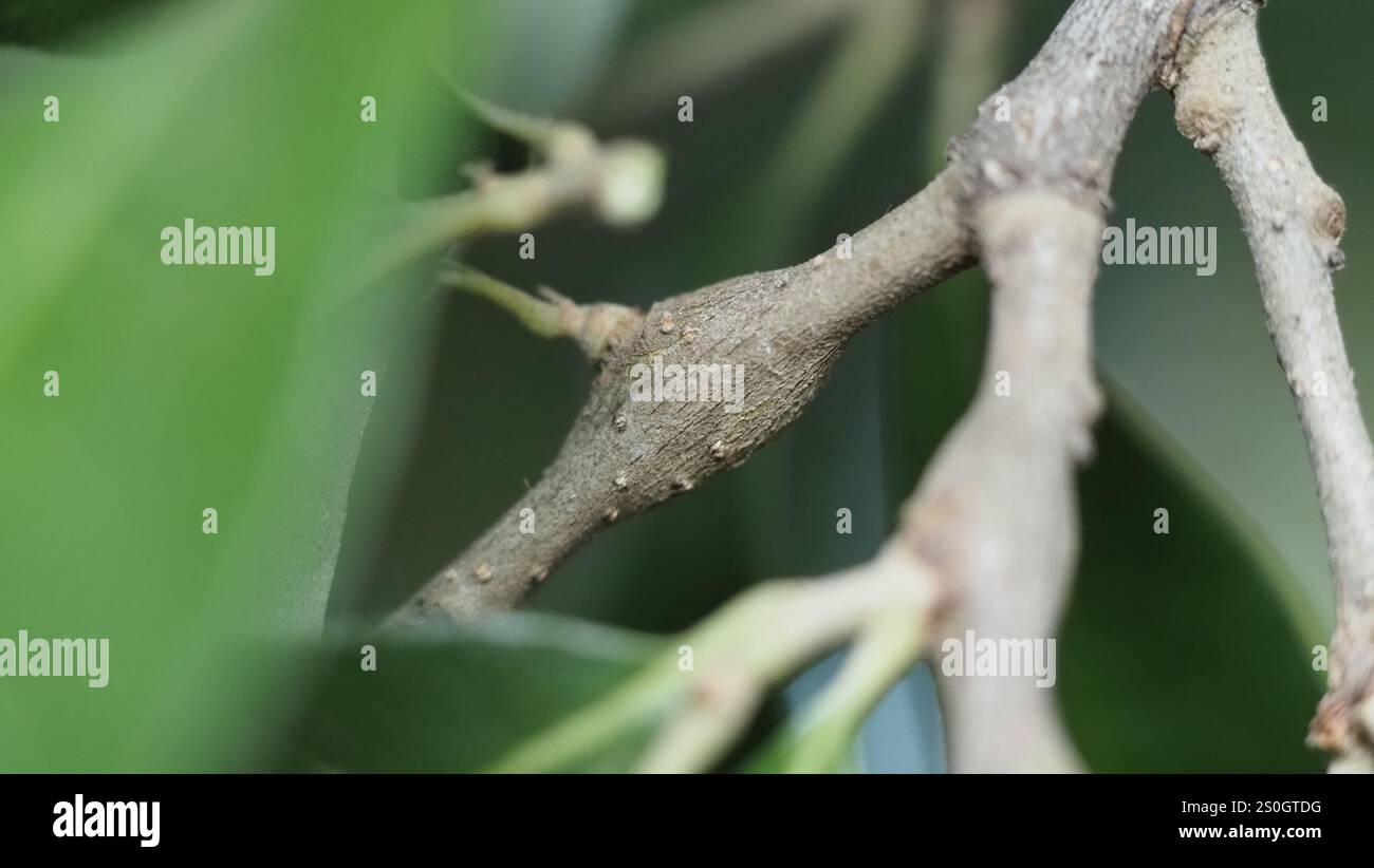 Southern Live Oak Stem Gall Wasp (Callirhytis quercusbatatoides Stock ...