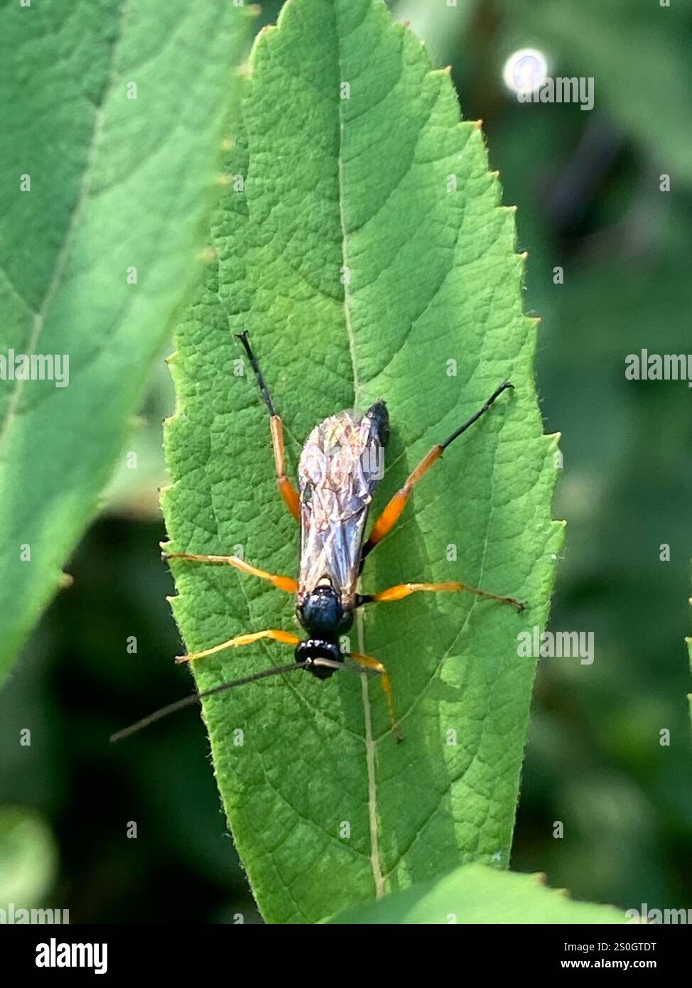 Black Slip Wasp (Pimpla rufipes Stock Photo - Alamy