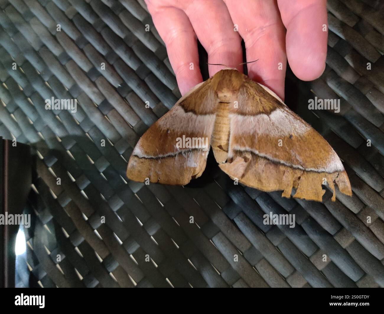 Emperor and Giant Silk Moths (Saturniidae Stock Photo - Alamy