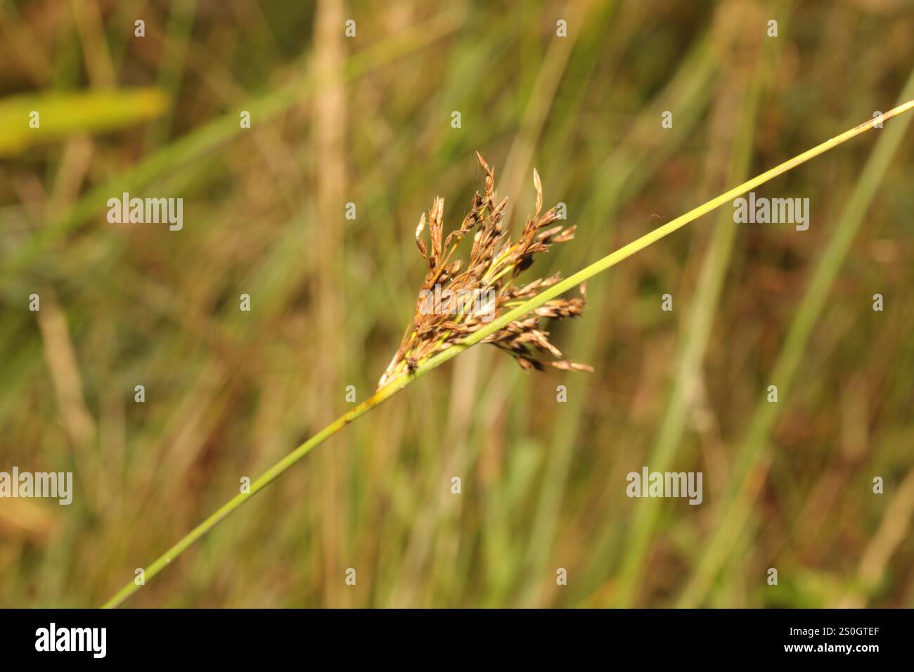 Hard Rush (Juncus inflexus Stock Photo - Alamy