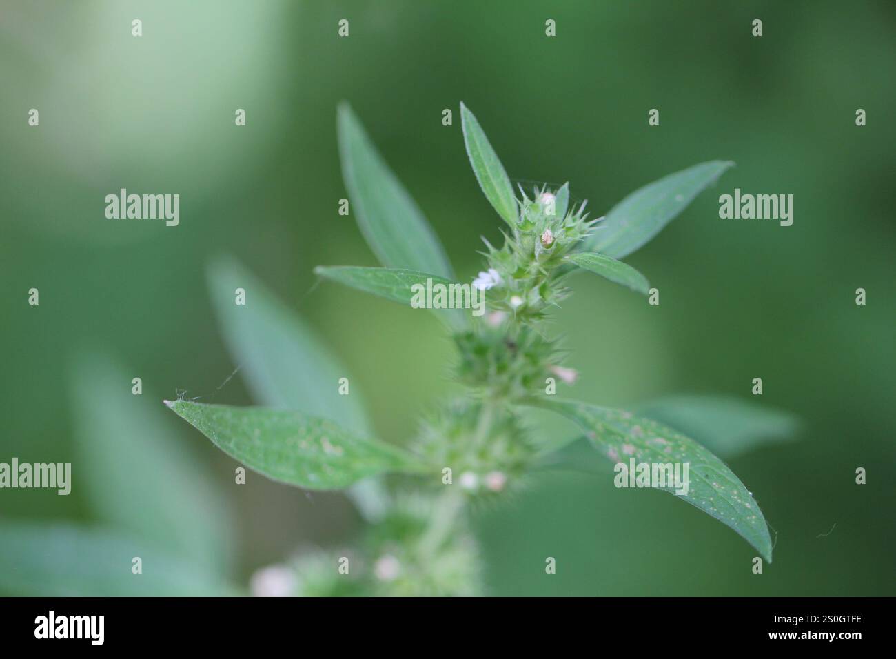 False Motherwort (Chaiturus marrubiastrum Stock Photo - Alamy