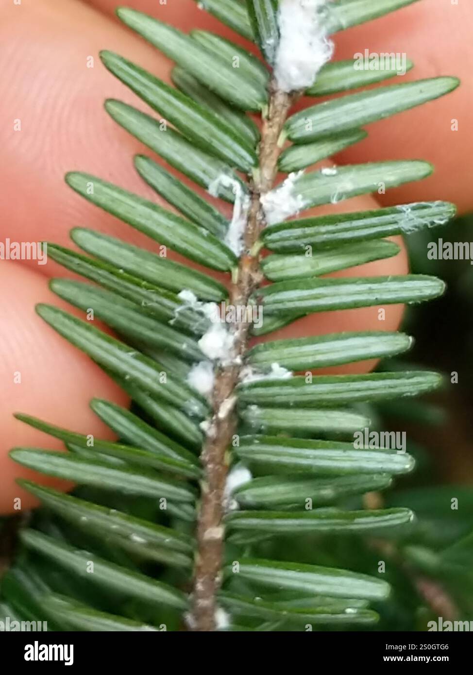 Hemlock Woolly Adelgid (Adelges tsugae Stock Photo - Alamy
