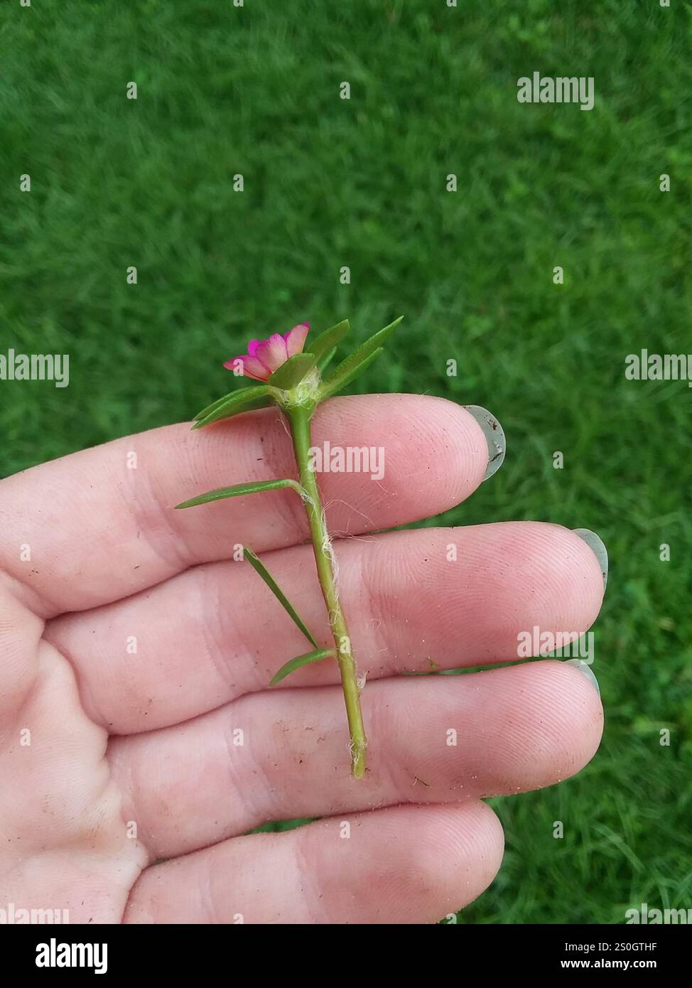 Paraguayan Purslane (Portulaca amilis Stock Photo - Alamy