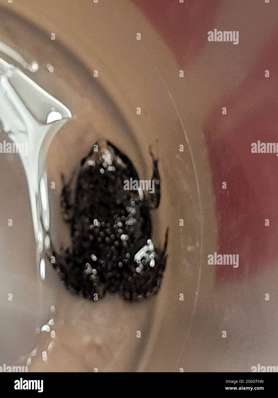 Eastern Narrow-mouthed Toad (Gastrophryne carolinensis Stock Photo - Alamy